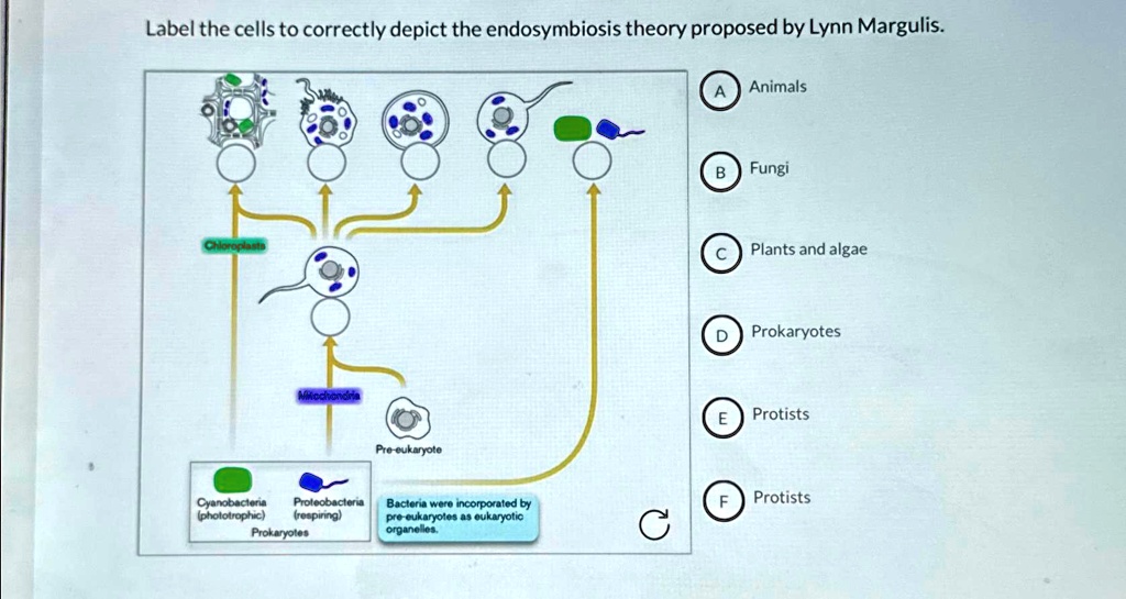 Label the cells to correctly depict the endosymbiosis theory proposed ...