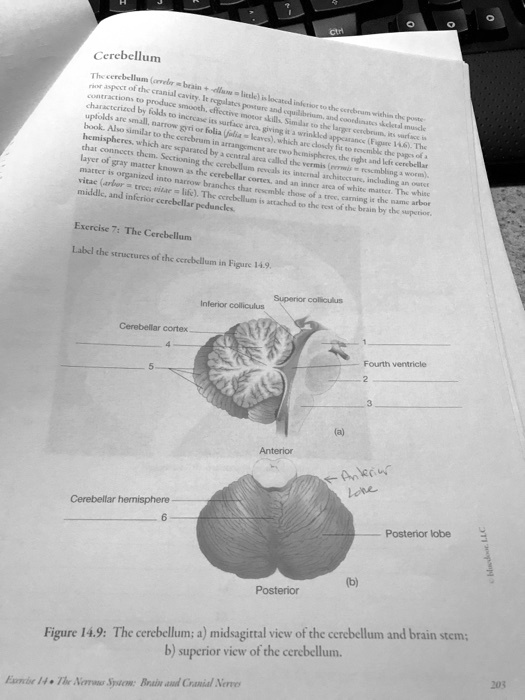 Cerebellum The cerebellum (cerebr = brain + -ellum = little) is located ...