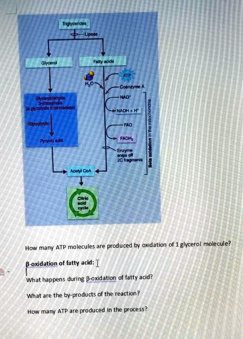 SOLVED: Triglycerides Glycerol Fatty acids HDL Coenzyme Vitamin A NADH ...