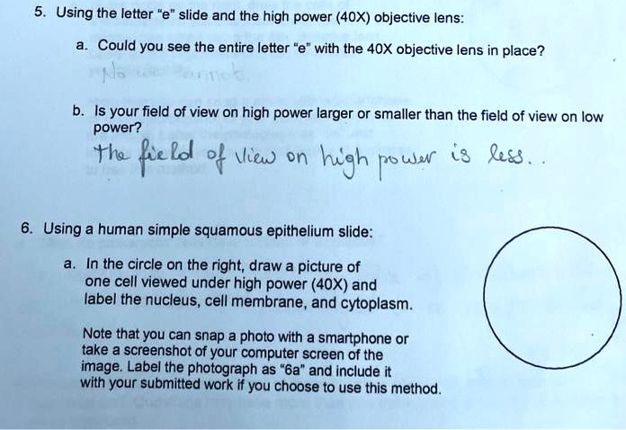 using the letter e slide and the high power 4ox objective lens could you see the entire letter e ...