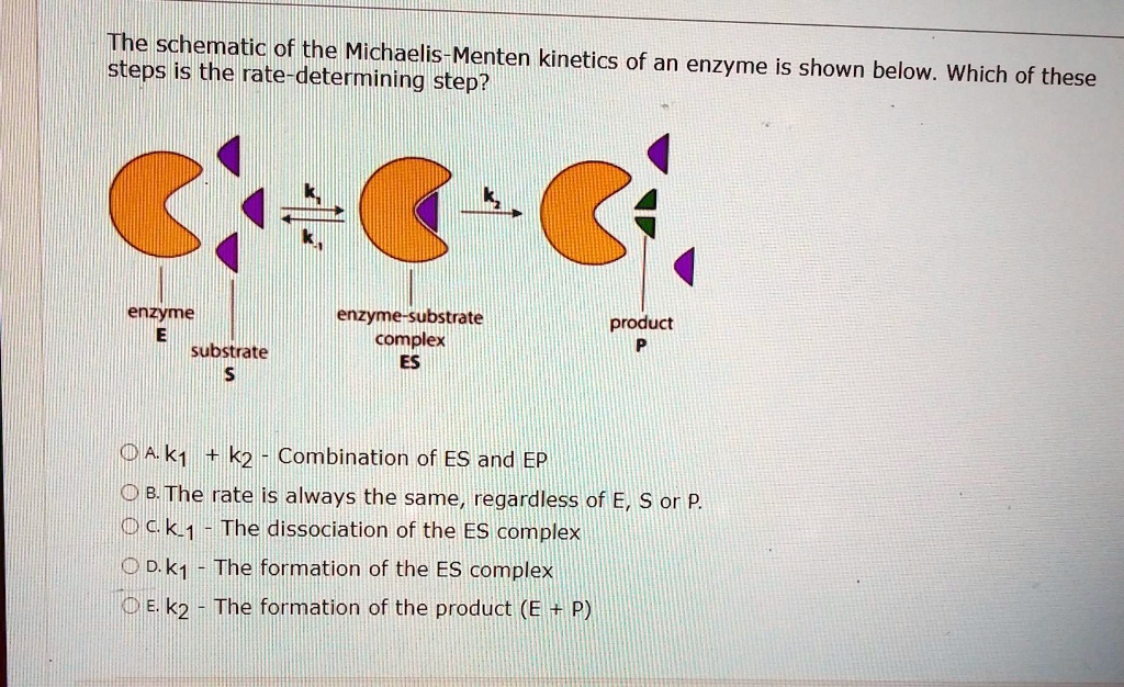 Solved Help Please The Schematic Of The Michaelis Menten Kinetics Of