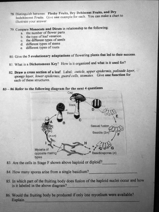 SOLVED:78 Dustlupulsh betwcen Fcshy Fruits, Dry Dchisccut Frit.and Do ...