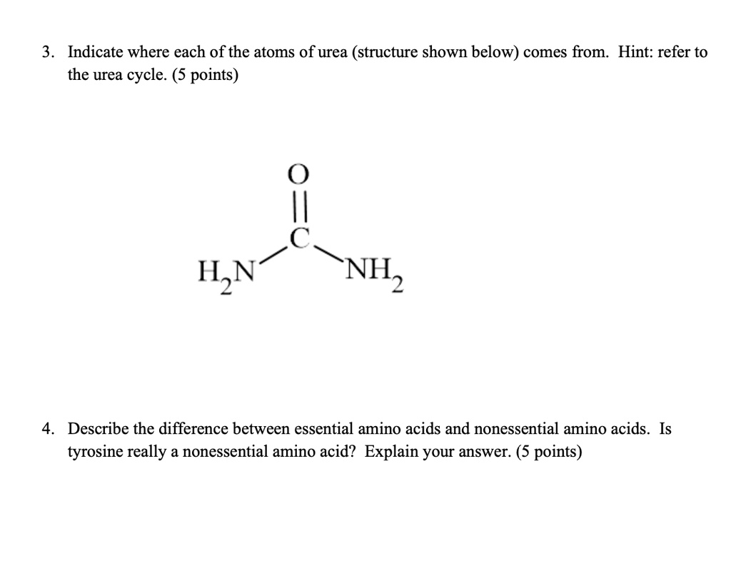 3 indicate where each of the atoms of urea structure shown below comes ...