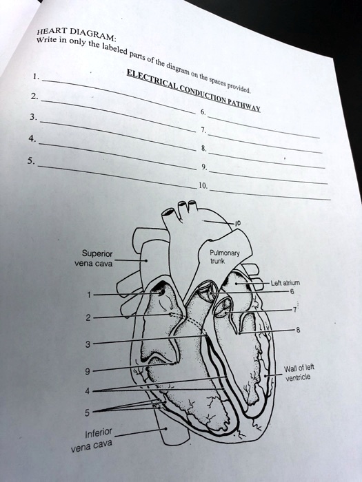 SOLVED: ELECTRICAL CONDUCTION PATHWAY