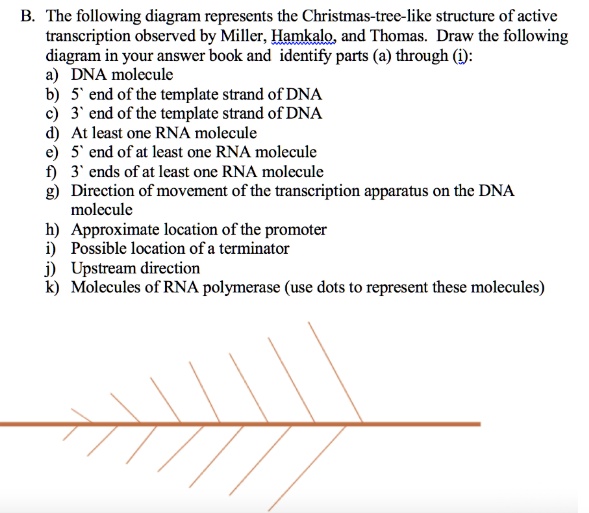 B The Following Diagram Represents The Christmas Tree Like Structure Of Active Transcription
