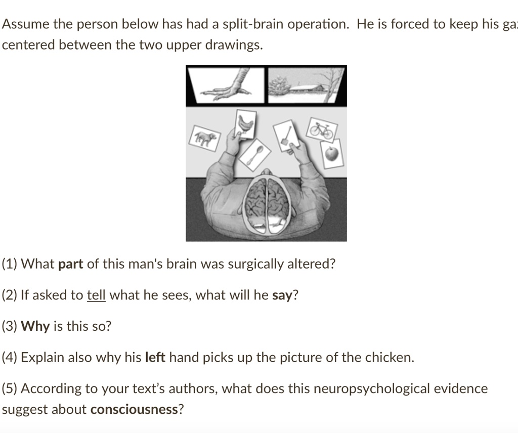 SOLVED: Assume the person below has had a split-brain operation: He is ...