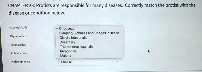 Solved Chapter 28 Protists Are Responsible For Many Diseases