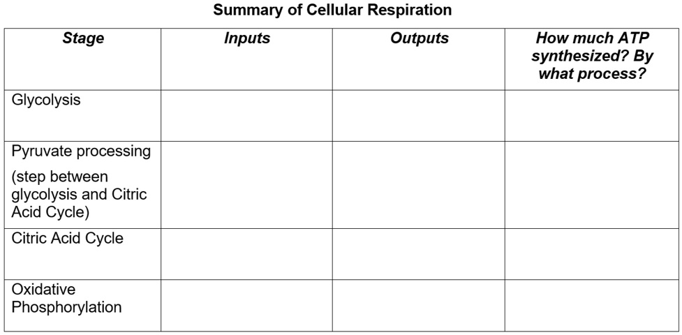 SOLVED: Summary of Cellular Respiration Inputs Outputs Stage How much ...