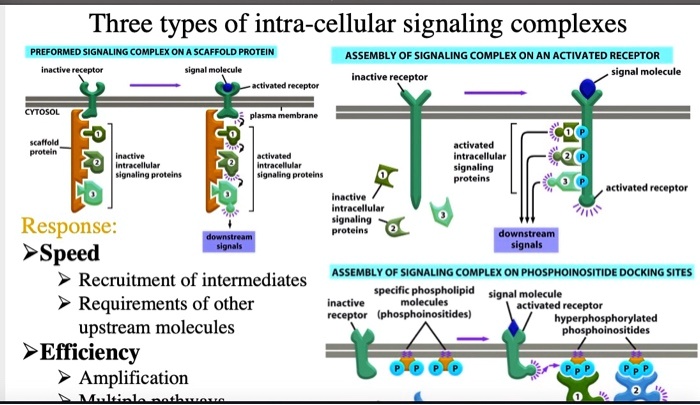 SOLVED: Three types of intra-cellular signaling complexes PREFORMED ...