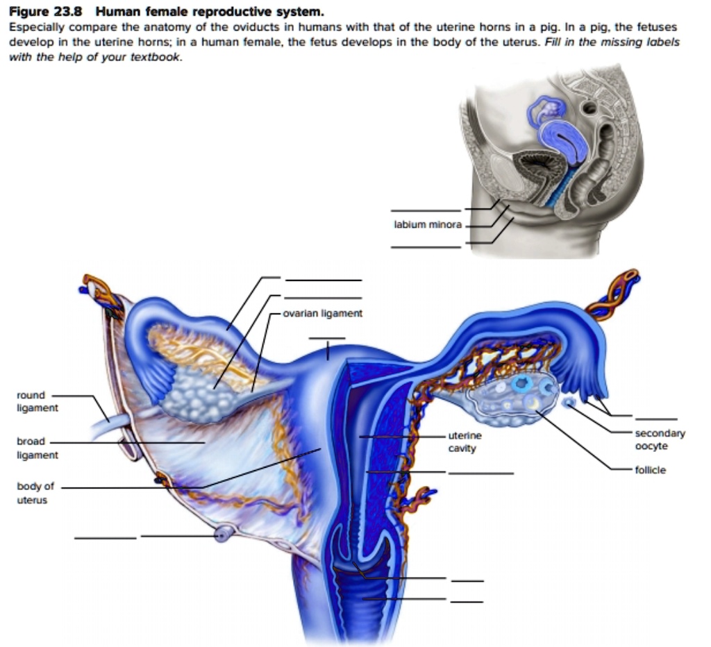 Figure 23.8 Human female reproductive system: Especially compare the ...