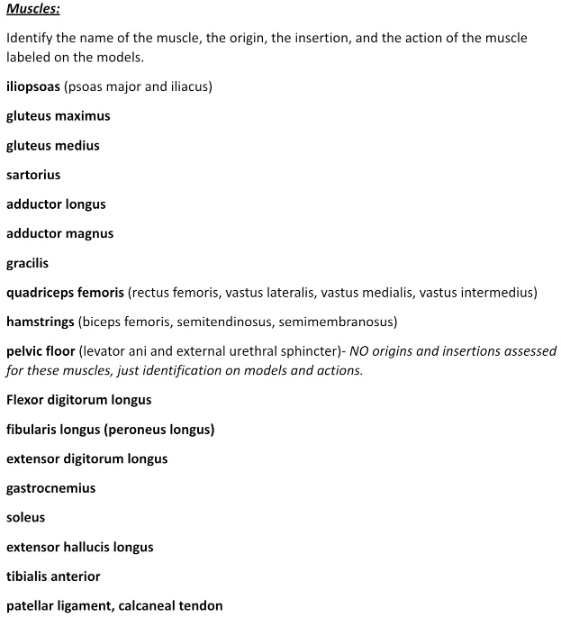 Muscles: Identify the name of the muscle, the origin, the insertion ...