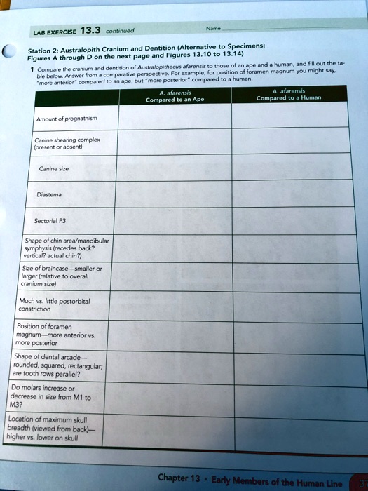 LAB EXERCISE 13.3 continued Name Station 2: Australopith Cranium and ...
