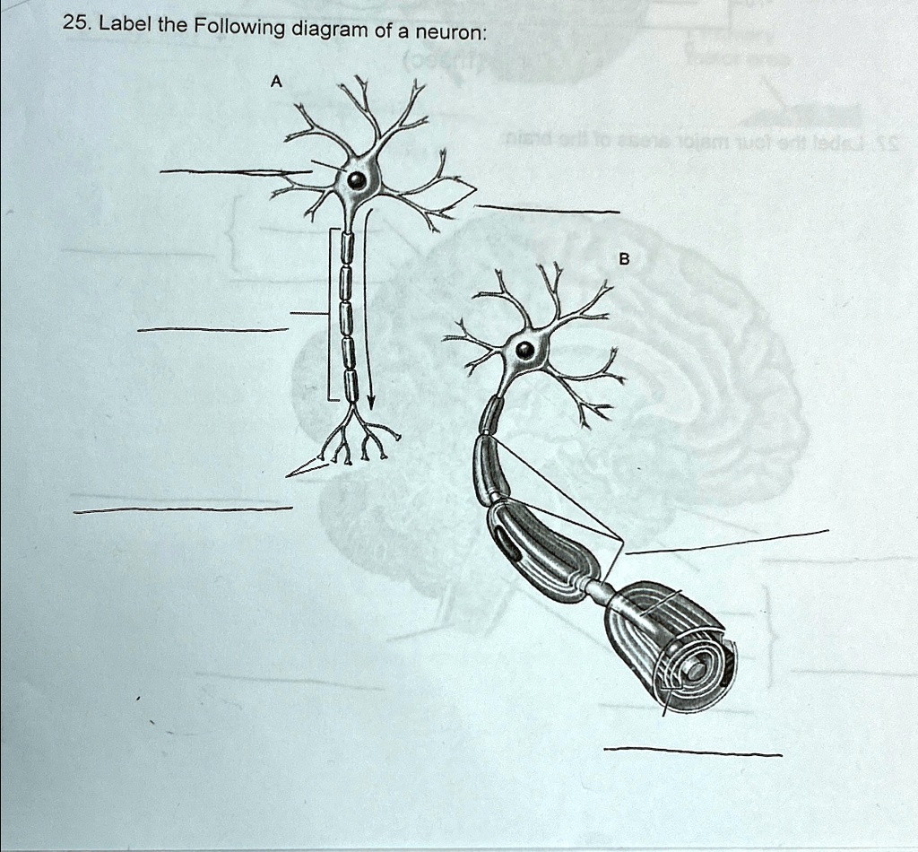 Label the Following diagram of a neuron: 25.Label the Following diagram of a neuron: