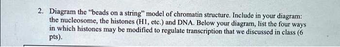 SOLVED: Diagram the "beads on string" model of chromatin structure ...
