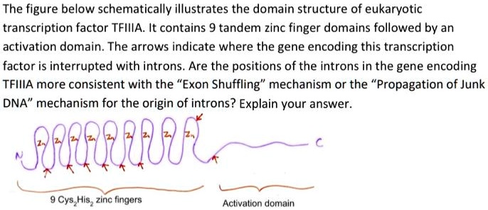 The figure below schematically illustrates the domain structure of ...