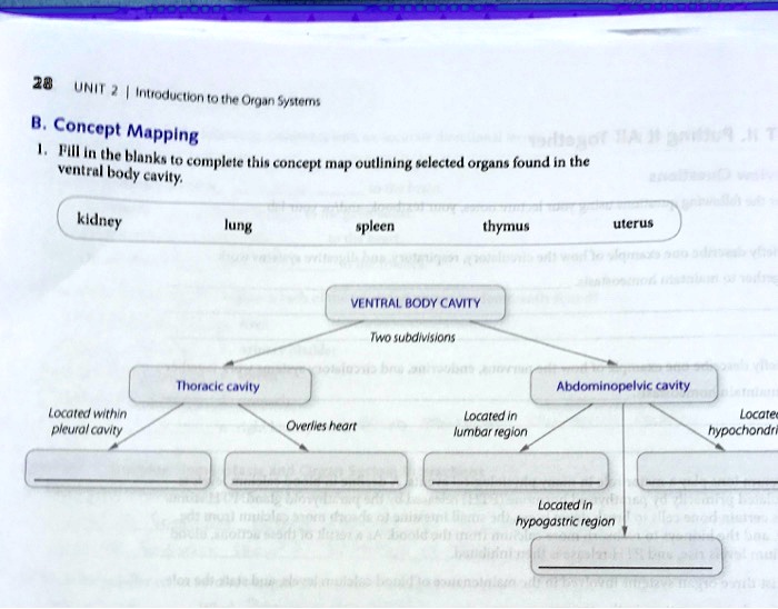 28 UNIT 2 | Introduction to the Organ Systems B. Concept Mapping 1 ...