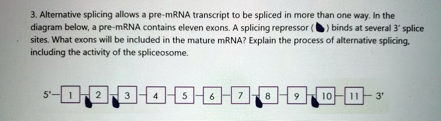 SOLVED:3. Alternative splicing allows a pre-mRNA transcript to be ...