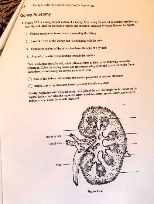SOLVED: Study Guide for Human Anatomy Physiology Kidney Anatomy ...