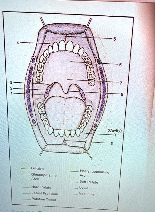 cavity gingiva glossopalatine arcn pharyngopalatine arch solt palate ...