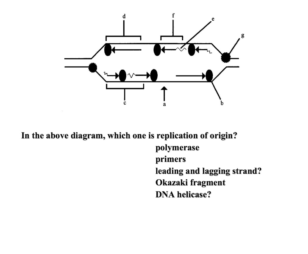 in the above diagram which one is replication of origin polymerase ...