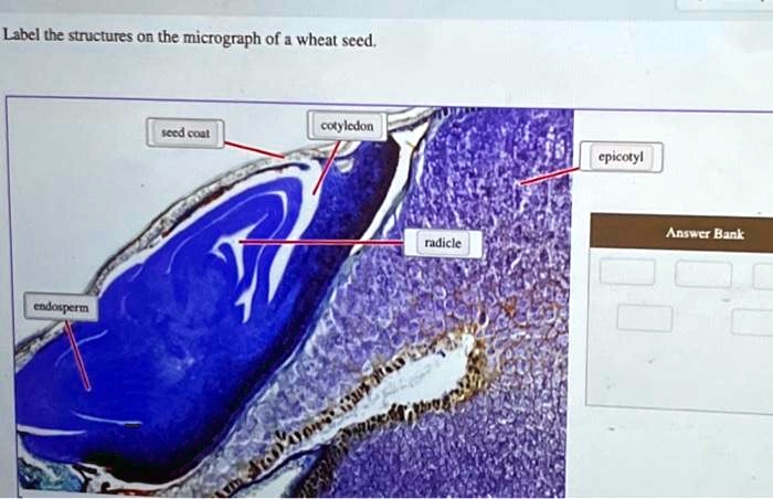 SOLVED: Label the structures on the micrograph of a wheat seed. seed ...