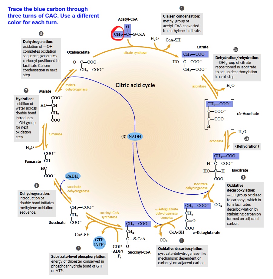 trace the blue carbon through three turns of cac use a different color ...