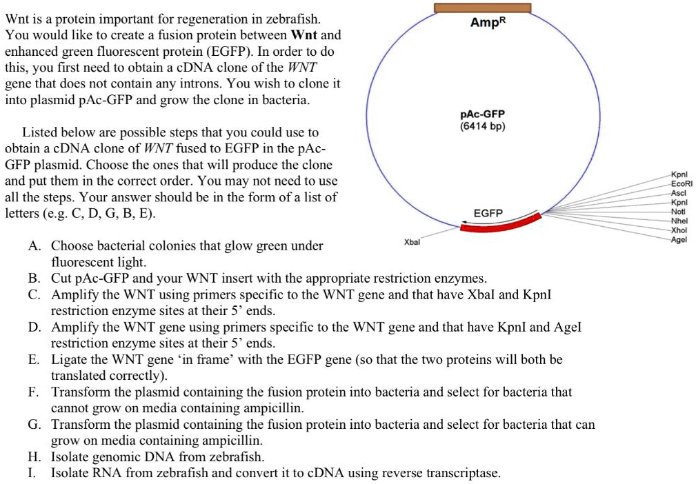 [GET ANSWER] Wnt is a protein important for regeneration in zebrafish ...