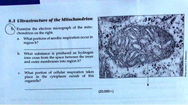 83 ultrastructure of the mitochondrlon examine the electron micrograph ...