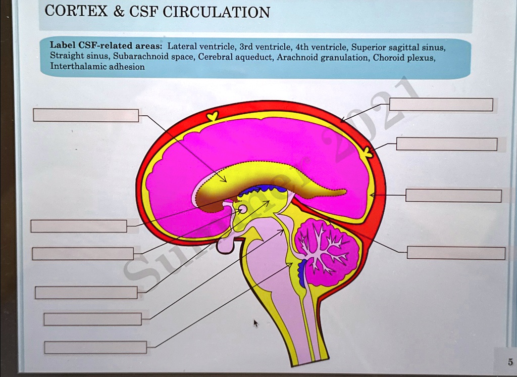 Cortex csf circulation label csf related areas lateral...