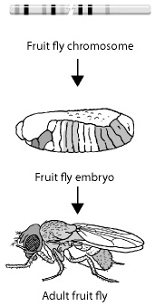 Fruit fly chromosome Fruit fly embryo Adult fruit fly