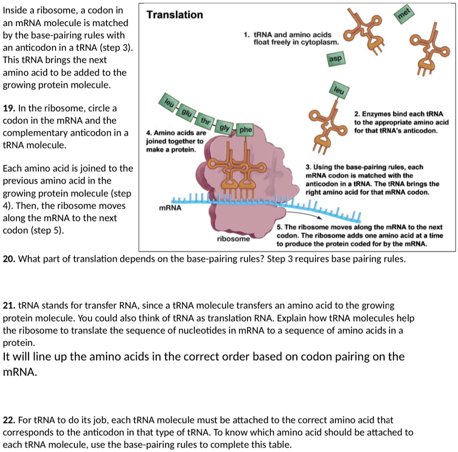 Inside a ribosome, a codon in an mRNA molecule is matched by...