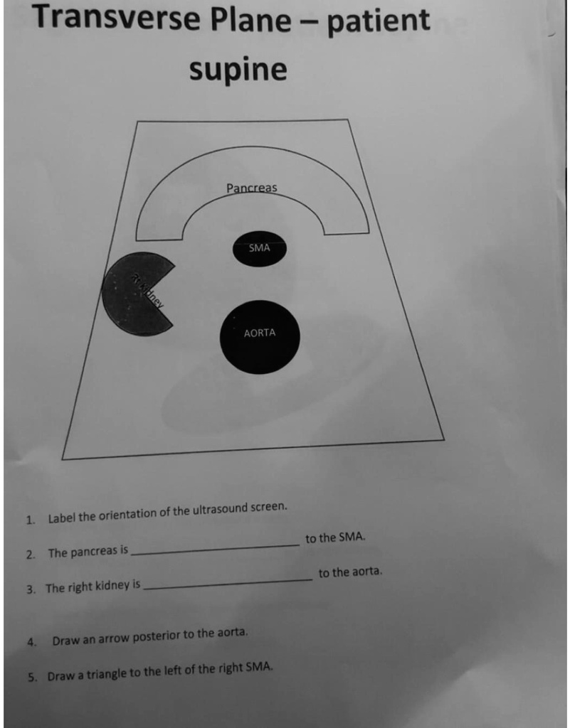 transverse plane patient supine label the orientation of the ultrasound ...
