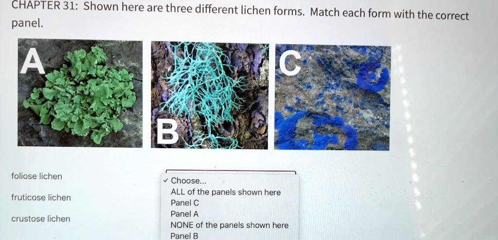 SOLVED: CHAPTER 31: Shown here are three different lichen forms. Match ...