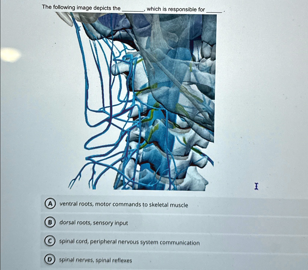 The following image depicts the , which is responsible for A ventral ...