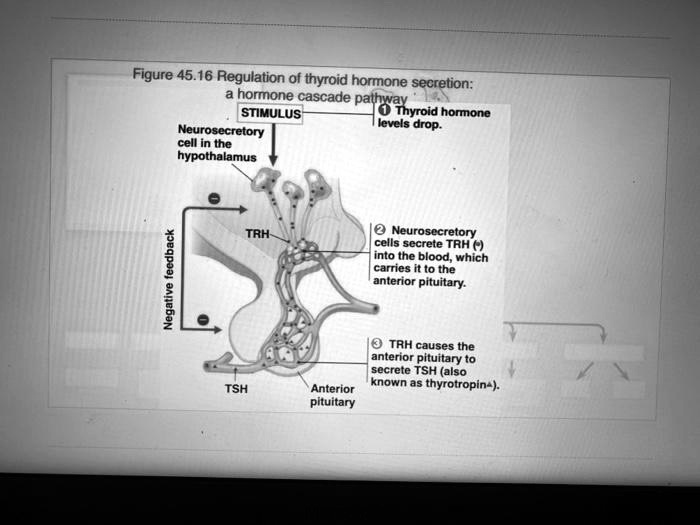 figure 4516 regulation of thyroid hormone secretion hormone cascade ...