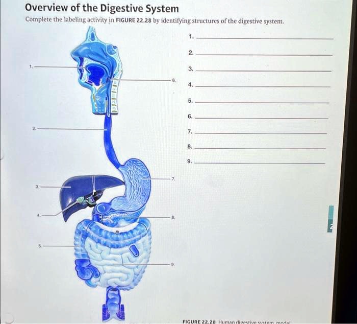 SOLVED: Overview of the Digestive System Complete the labeling activity ...