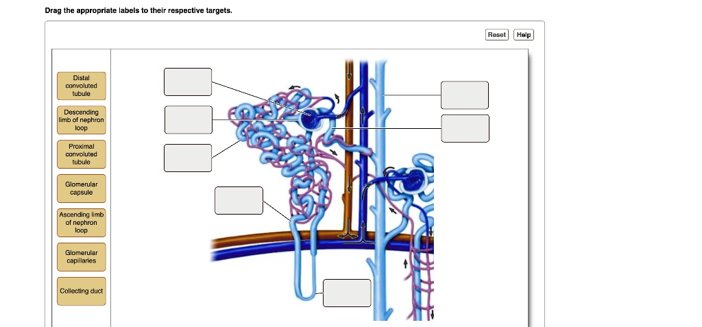 Drag the appropriate labels to their respective targets. Reset Help Distal convoluted tubule ...