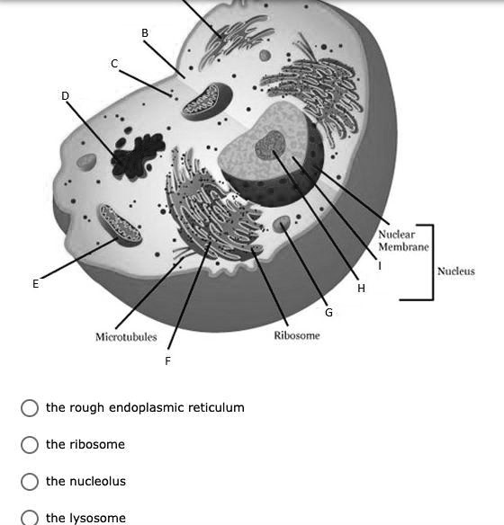 E D C B Microtubules F the rough endoplasmic reticulum the ribosome the ...