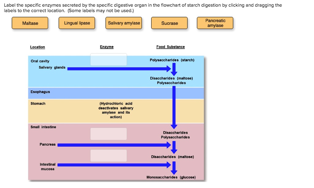Label the specific enzymes secreted by the specific digestive organ in ...
