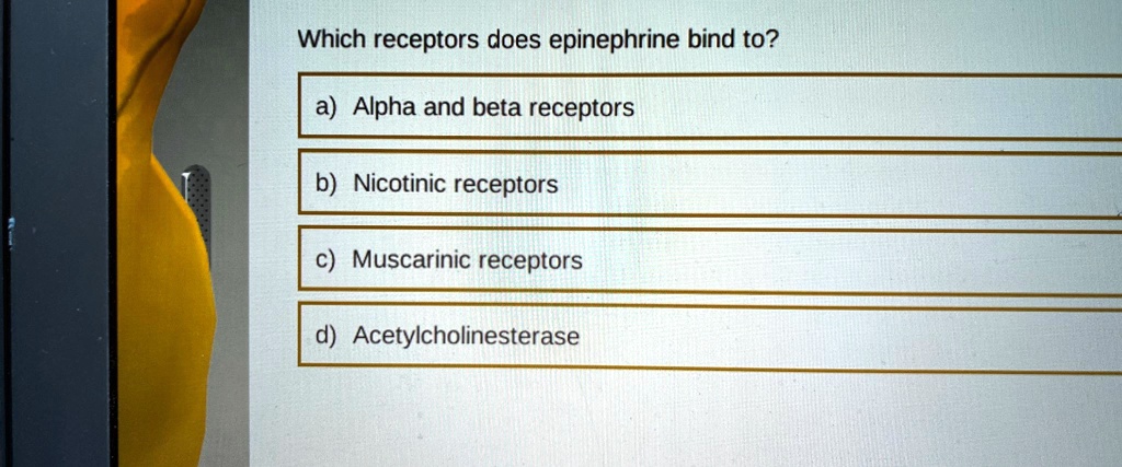 Which receptors does epinephrine bind to? a) Alpha and beta receptors b ...