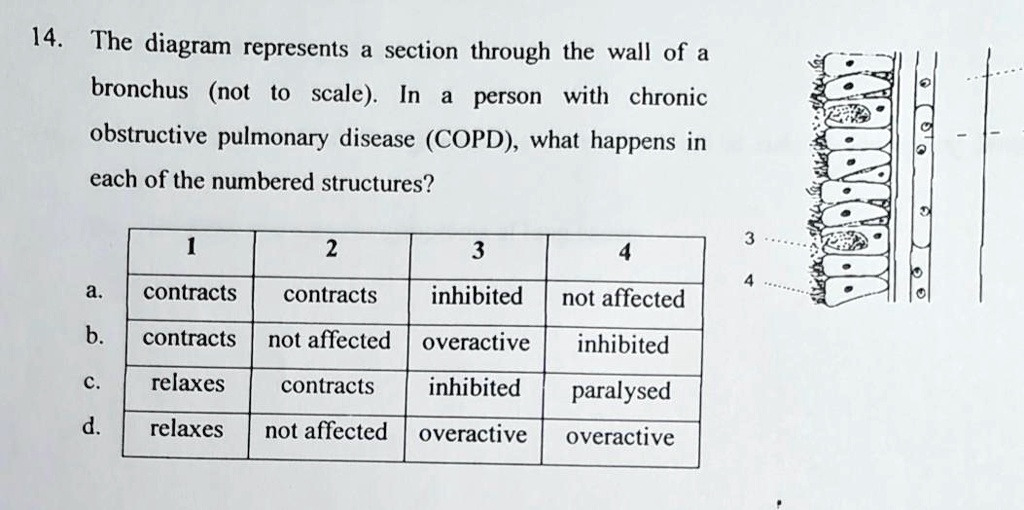 14 the diagram represents section through the wall of bronchus not to ...