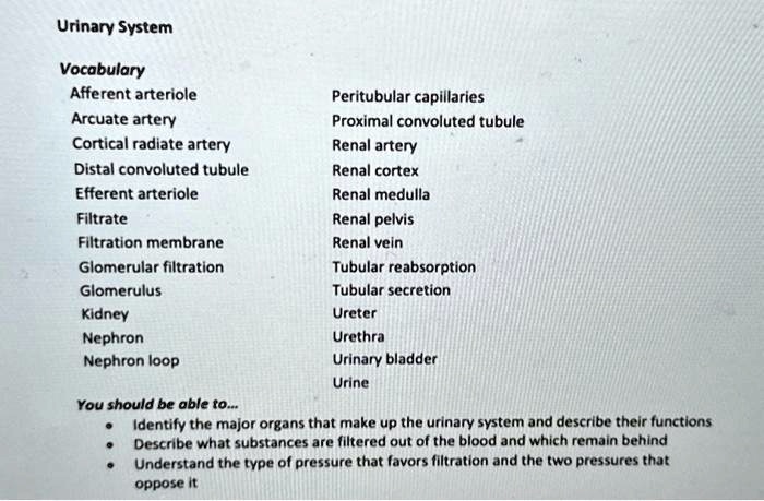 Urinary System Vocabulary Afferent arteriole Arcuate artery Cortical ...