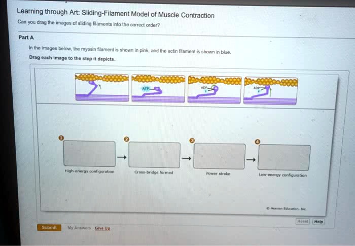 Learning through Art: Sliding-Filament Model of Muscle Contraction Can ...