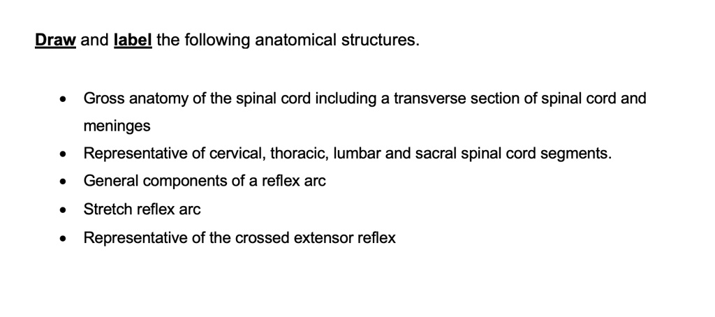 SOLVED: Draw and label the following anatomical structures. meninges ...