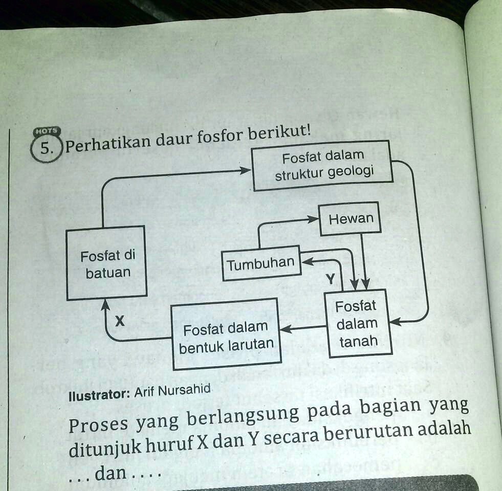 SOLVED: 5. Perhatikan daur fosfor berikut!Fosfat dalamstruktur ...