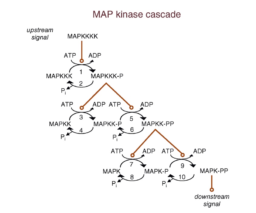 SOLVED: MAP kinase cascade Upstream signal MAPKKKK ATP ADP MAPKKK ...