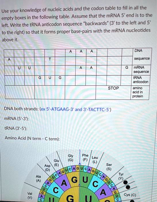 knowledge of nucleic acids and the codon table to fill in all the use your empty boxes in the ...