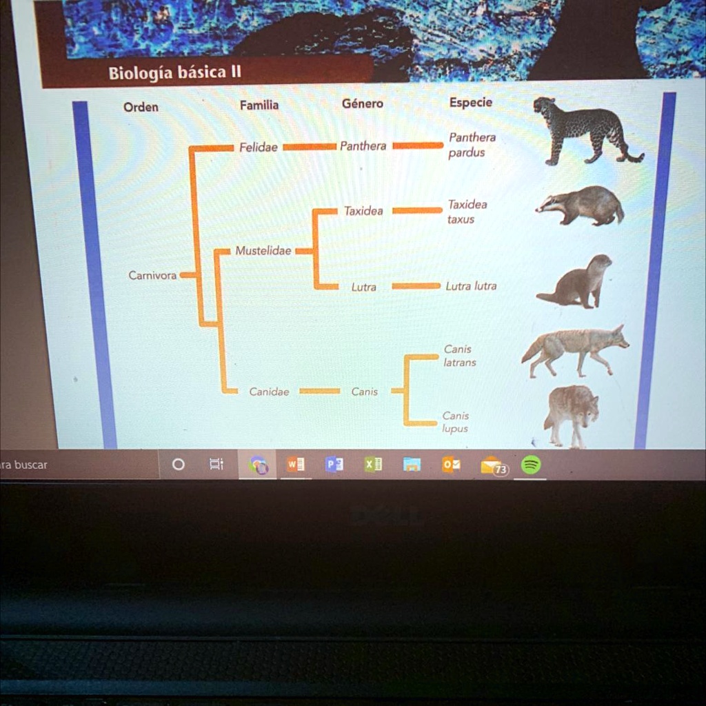 SOLVED: En el cuaderno, interpreta y describe la evolución de las ... SOLVED: En el cuaderno, interpreta y describe la evolución de las ...