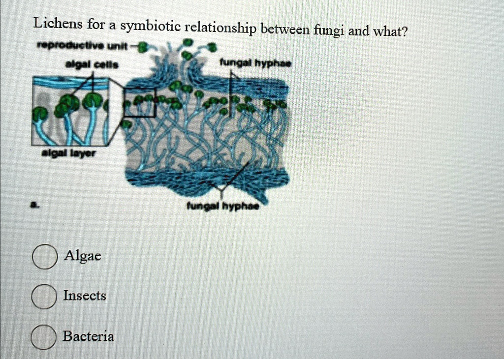 Lichens for a symbiotic relationship between fungi and what ...