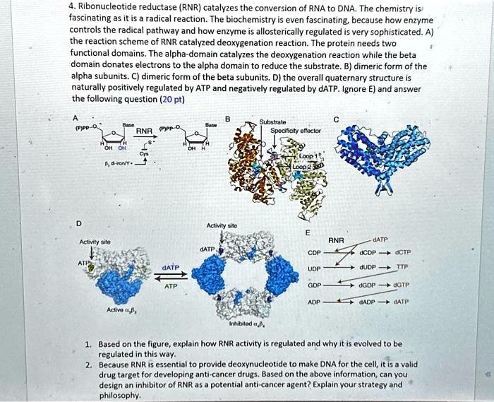 4. Ribonucleotide reductase (RNR) catalyzes the conversion of RNA to ...